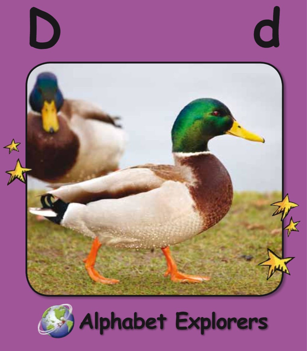 Alphabet Explorers: Dd - Flying Start Books